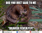 Best Funny Beaver Memes That Had Us Laughing Out Loud