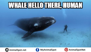Best Funny Whale Memes That Had Us Laughing Out Loud