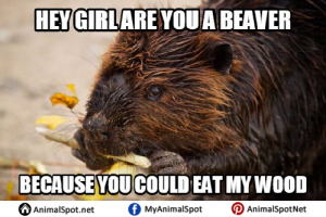Best Funny Beaver Memes That Had Us Laughing Out Loud