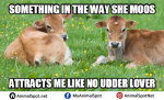 Best Funny Cow Memes That Had Us Laughing Out Loud
