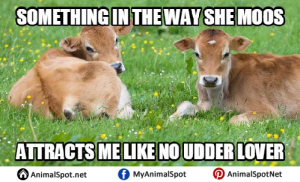 Best Funny Cow Memes That Had Us Laughing Out Loud