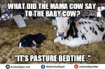 Best Funny Cow Memes That Had Us Laughing Out Loud