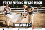 Best Funny Cow Memes That Had Us Laughing Out Loud