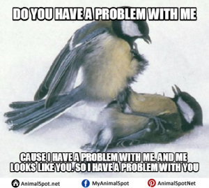 Best Funny Bird Memes That Had Us Laughing Out Loud