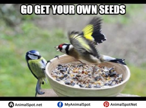 Best Funny Bird Memes That Had Us Laughing Out Loud