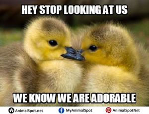 Best Funny Duck Memes That Had Us Laughing Out Loud