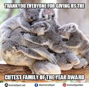 Best Funny Koala Memes That Had Us Laughing Out Loud