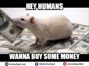 Best Funny Mouse Memes That Had Us Laughing Out Loud