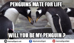 Best Funny Penguin Memes That Had Us Laughing Out Loud