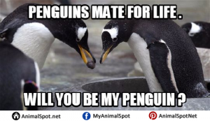 Best Funny Penguin Memes That Had Us Laughing Out Loud