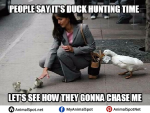 Best Funny Duck Memes That Had Us Laughing Out Loud