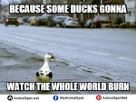 Best Funny Duck Memes That Had Us Laughing Out Loud