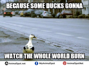 Best Funny Duck Memes That Had Us Laughing Out Loud