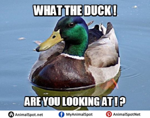 Best Funny Duck Memes That Had Us Laughing Out Loud