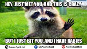 Best Funny Raccoon Memes That Had Us Laughing Out Loud