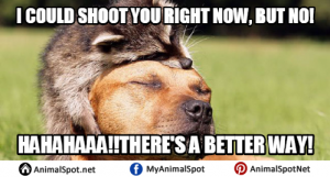 Best Funny Raccoon Memes That Had Us Laughing Out Loud