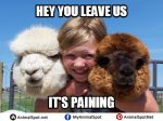 Best Funny Alpaca Memes That Had Us Laughing Out Loud