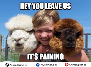 Best Funny Alpaca Memes That Had Us Laughing Out Loud