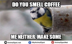 Best Funny Bird Memes That Had Us Laughing Out Loud