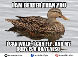 Best Funny Duck Memes That Had Us Laughing Out Loud