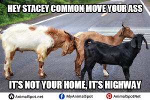 Best Funny Goat Memes That Had Us Laughing Out Loud