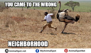 Best Funny Ostrich Memes That Had Us Laughing Out Loud