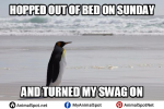 Best Funny Penguin Memes That Had Us Laughing Out Loud