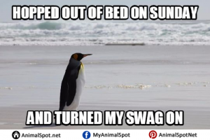 Best Funny Penguin Memes That Had Us Laughing Out Loud