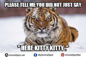 Best Funny Tiger Memes That Had Us Laughing Out Loud