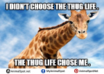 Best Funny Giraffe Memes That Had Us Laughing Out Loud