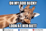 Best Funny Giraffe Memes That Had Us Laughing Out Loud