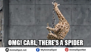Best Funny Giraffe Memes That Had Us Laughing Out Loud