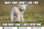 Best Funny Goat Memes That Had Us Laughing Out Loud