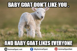 Best Funny Goat Memes That Had Us Laughing Out Loud