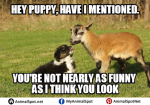 Best Funny Goat Memes That Had Us Laughing Out Loud