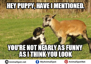 Best Funny Goat Memes That Had Us Laughing Out Loud