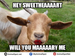Best Funny Goat Memes That Had Us Laughing Out Loud