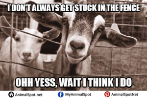 Goat Memes