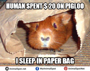 Best Funny Guinea Pig Memes That Had Us Laughing Out Loud