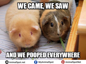 Best Funny Guinea Pig Memes That Had Us Laughing Out Loud