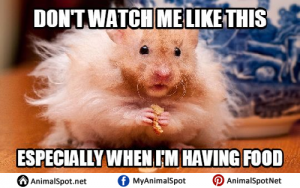 Best Funny Hamster Memes That Had Us Laughing Out Loud
