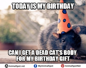 Best Funny Mouse Memes That Had Us Laughing Out Loud