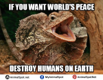 Best Funny Lizard Memes That Had Us Laughing Out Loud