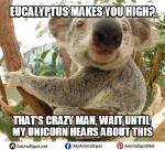 Best Funny Koala Memes That Had Us Laughing Out Loud