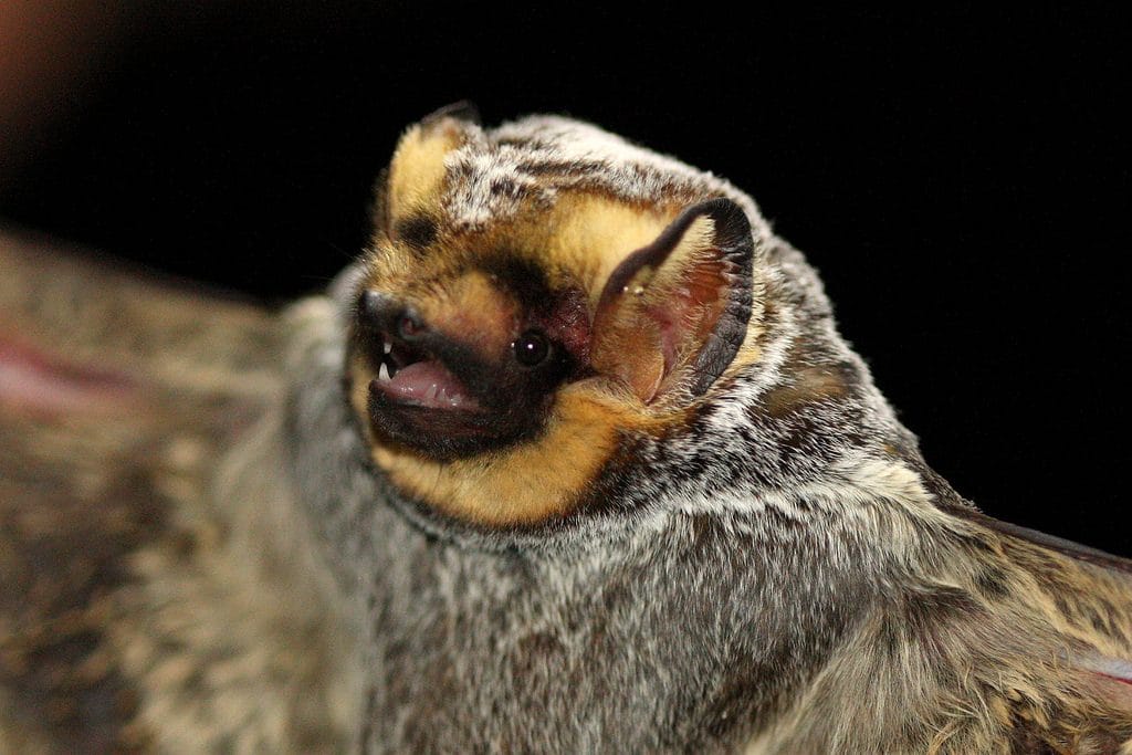 Hoary Bat - Facts, Habitat, Diet, Lifespan, Adaptations, Pictures