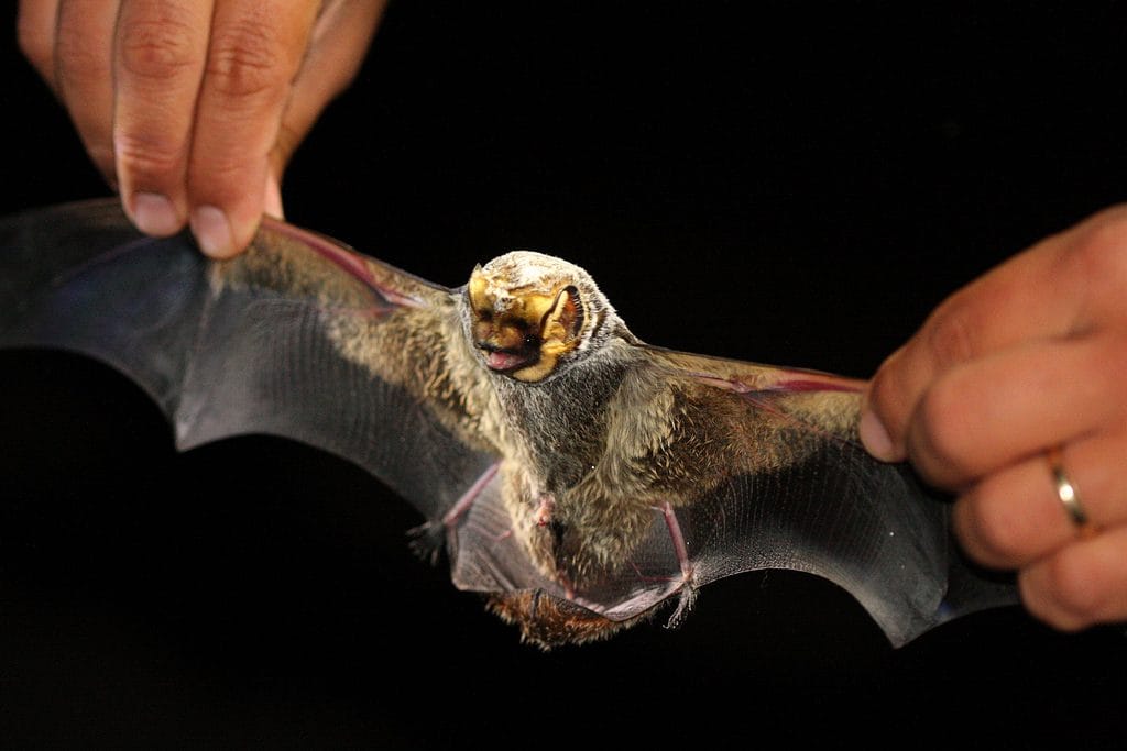 Hoary Bat - Facts, Habitat, Diet, Lifespan, Adaptations, Pictures