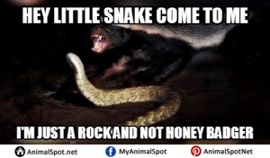 Best Funny Honey Badger Memes That Had Us Laughing Out Loud