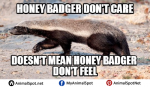 Best Funny Honey Badger Memes That Had Us Laughing Out Loud
