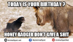 Best Funny Honey Badger Memes That Had Us Laughing Out Loud