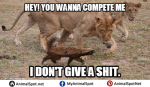 Best Funny Honey Badger Memes That Had Us Laughing Out Loud